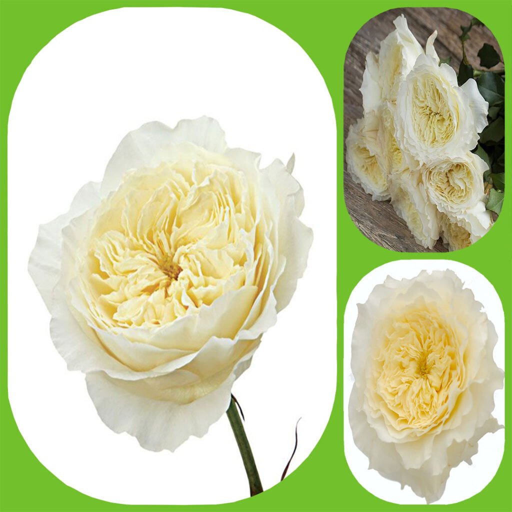 Patience - David Austin Roses - Aisha Flowers