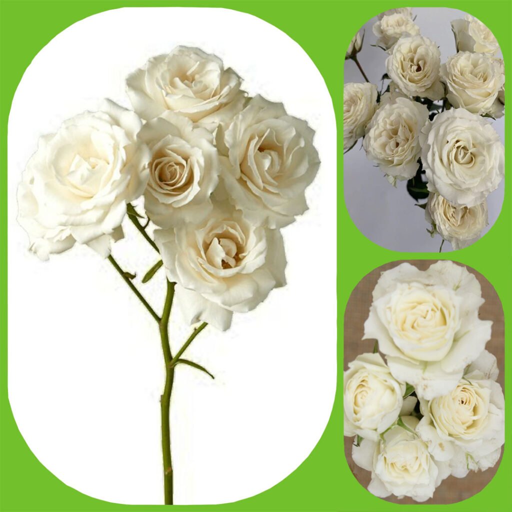 4 Good White - Garden & Scented Spray Roses - Aisha Flowers