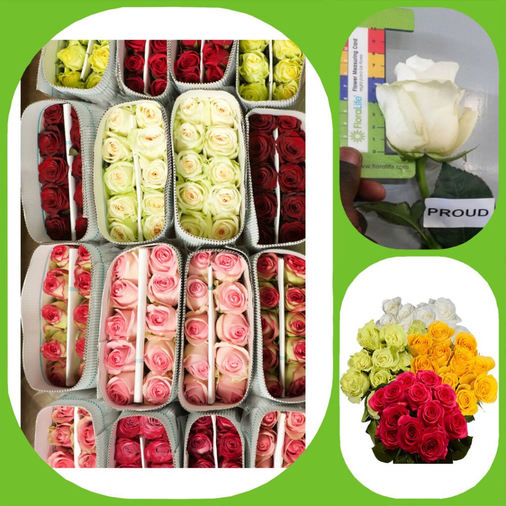 Kenyan Roses and Why they stands out - Aisha Flowers
