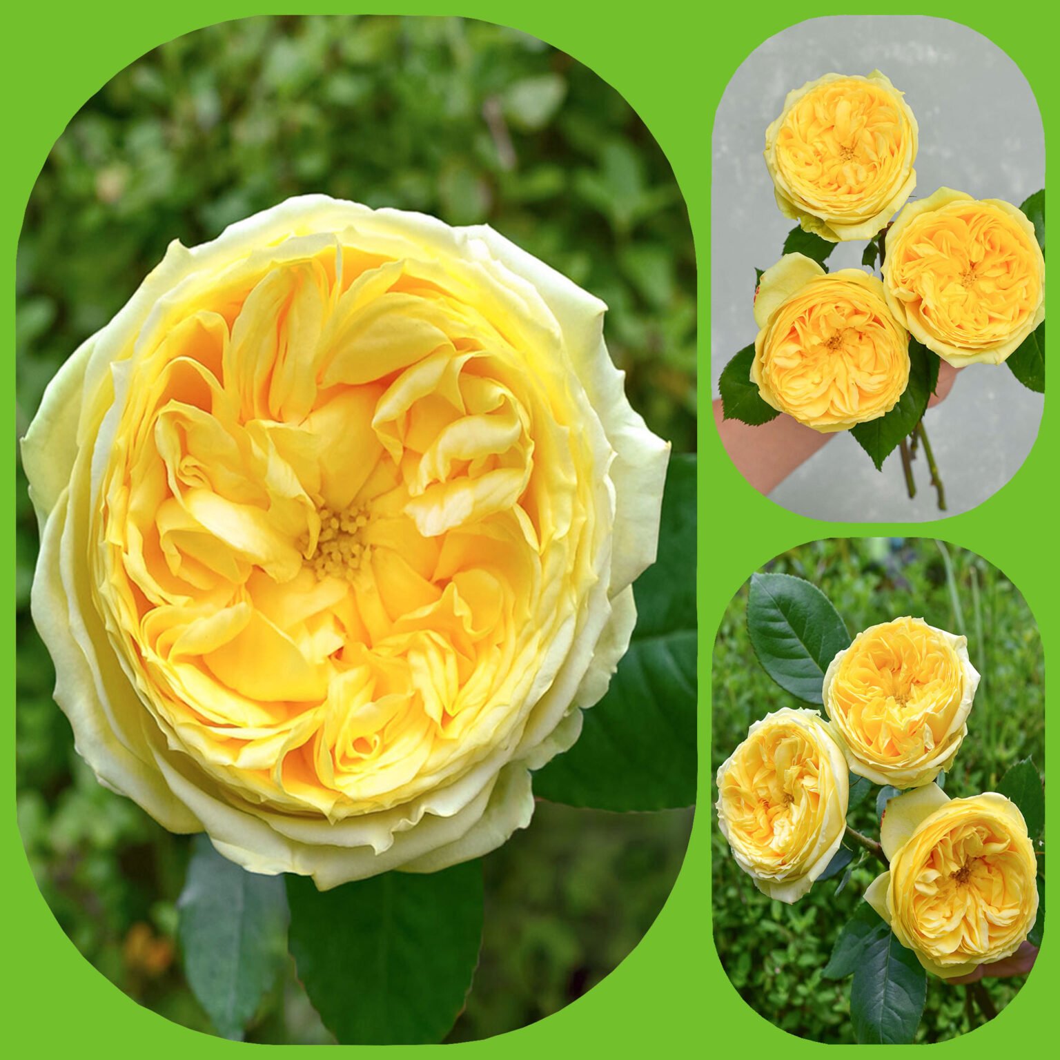 Cream Yves Piaget - Garden & Scented Roses - Aisha Flowers