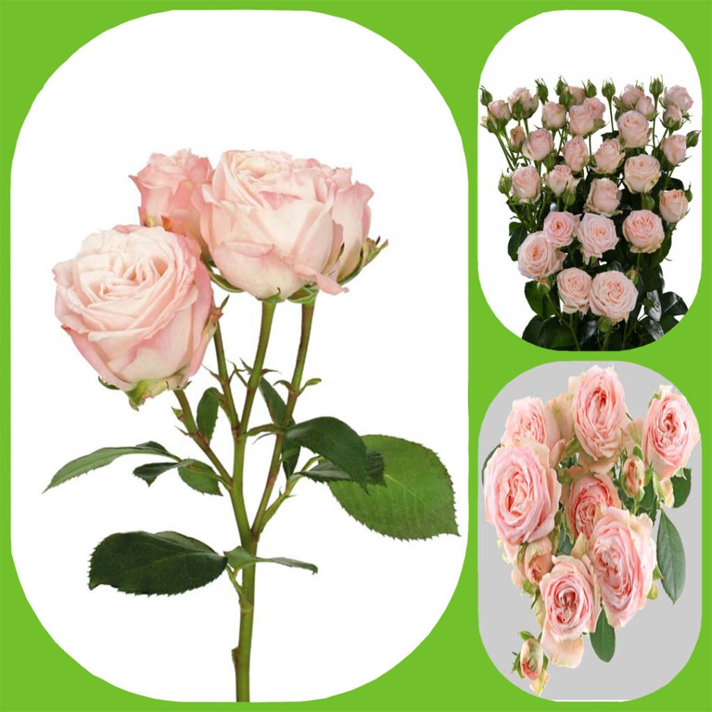Bombastic - Garden & Scented Spray Roses - Aisha Flowers