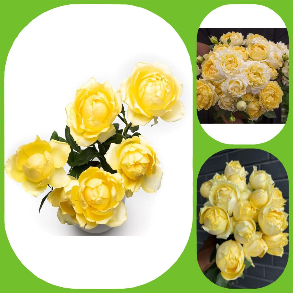 Julietta Spray Rose - Garden & Scented Spray Roses - Aisha Flowers