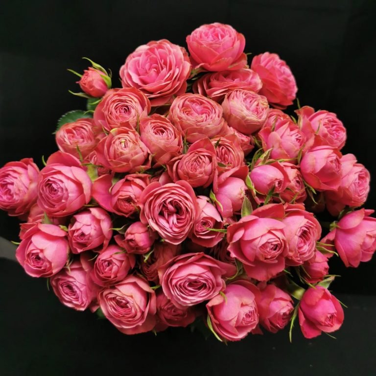 Scented & Garden Spray Roses - Aisha Flowers