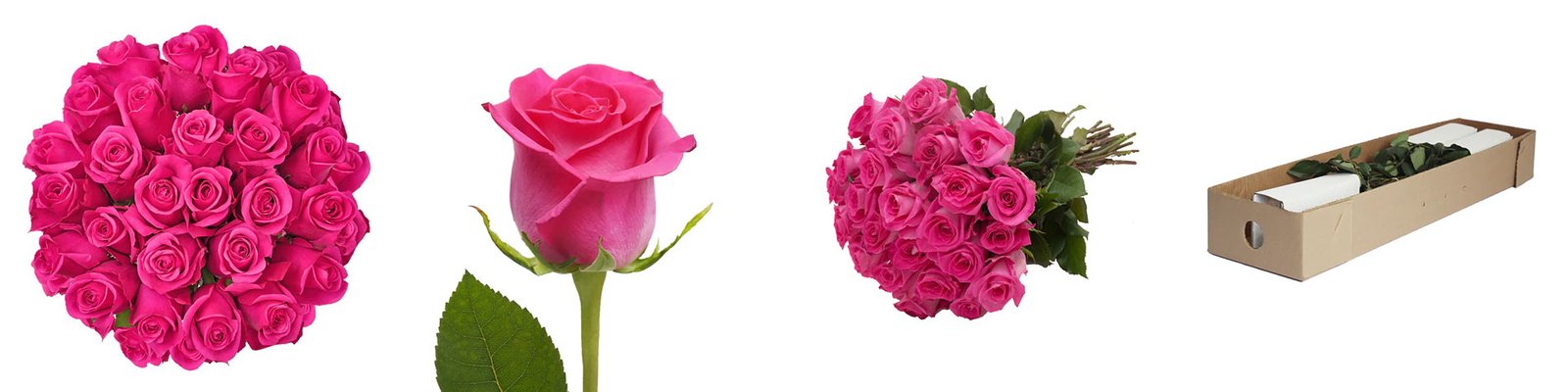 Best Hot Pink Roses for Weddings, Bouquets, Events and Arrangements ...