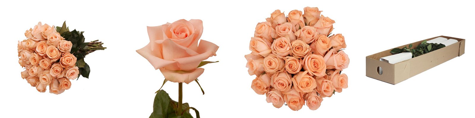 Best Peach Roses for Weddings, Bouquets, Events and Arrangements ...