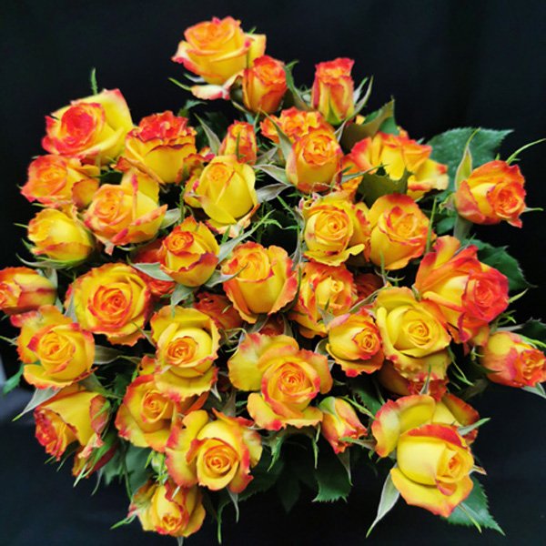 Regular Spray Roses - Aisha Flowers