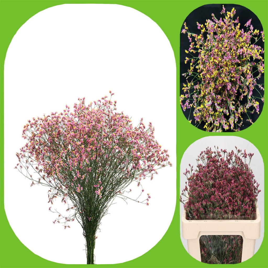 Limonium - Aisha Flowers