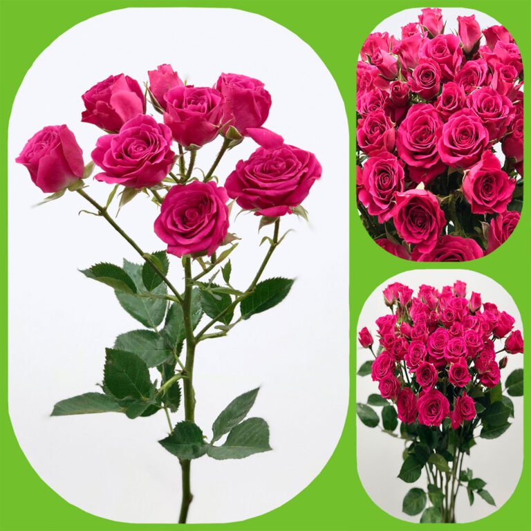 Regular Spray Roses - Aisha Flowers