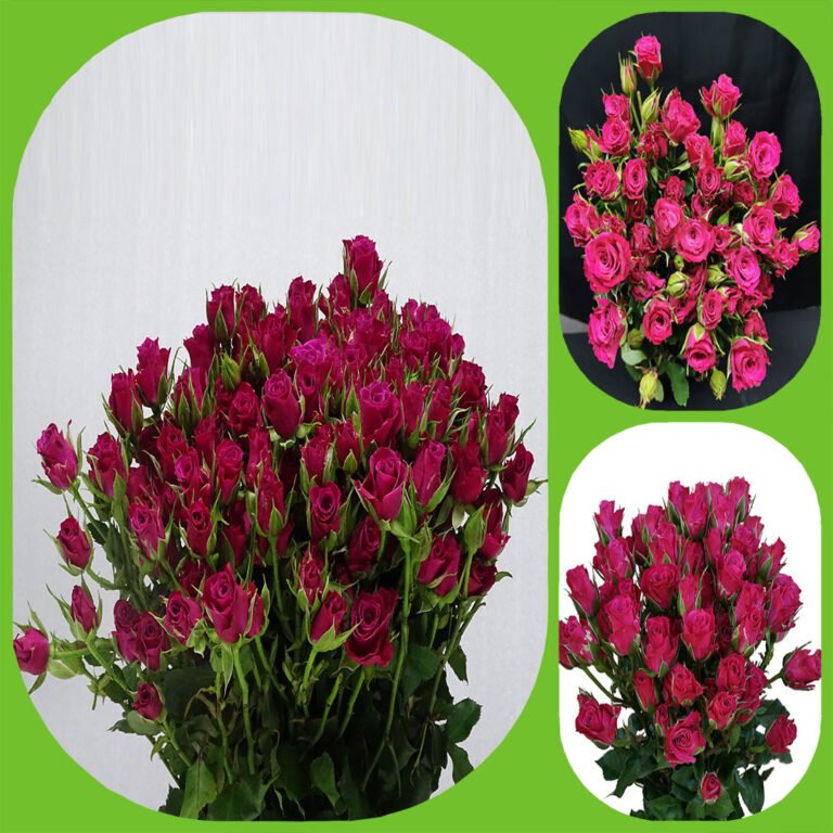 Regular Spray Roses - Aisha Flowers