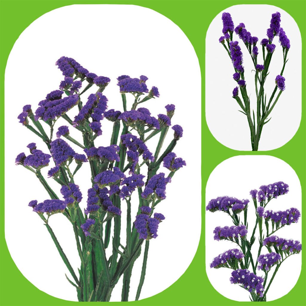 Statice Velvet Wings - Aisha Flowers