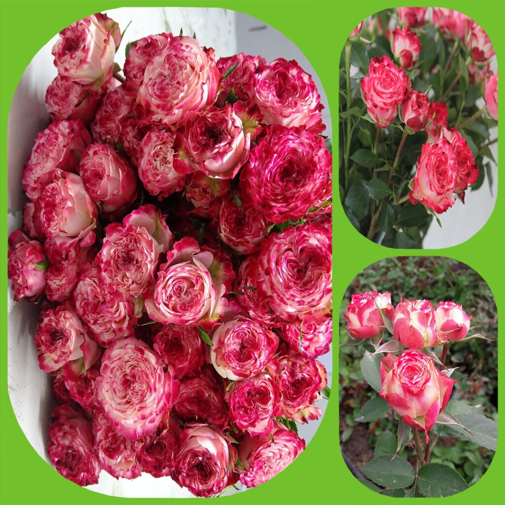Sunset Magic - Garden & Scented Spray Roses - Aisha Flowers