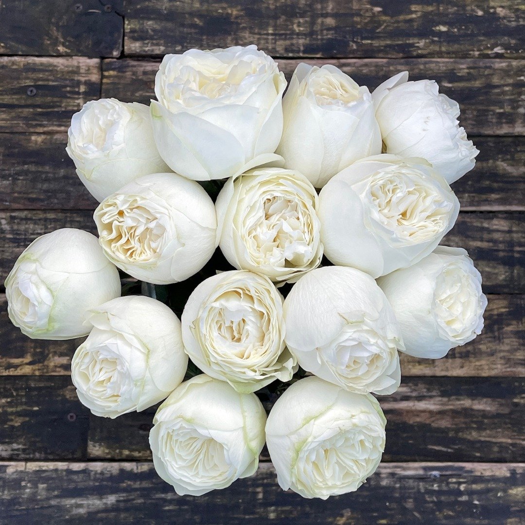 Pure Blonde - Garden & Scented Roses - Aisha Flowers