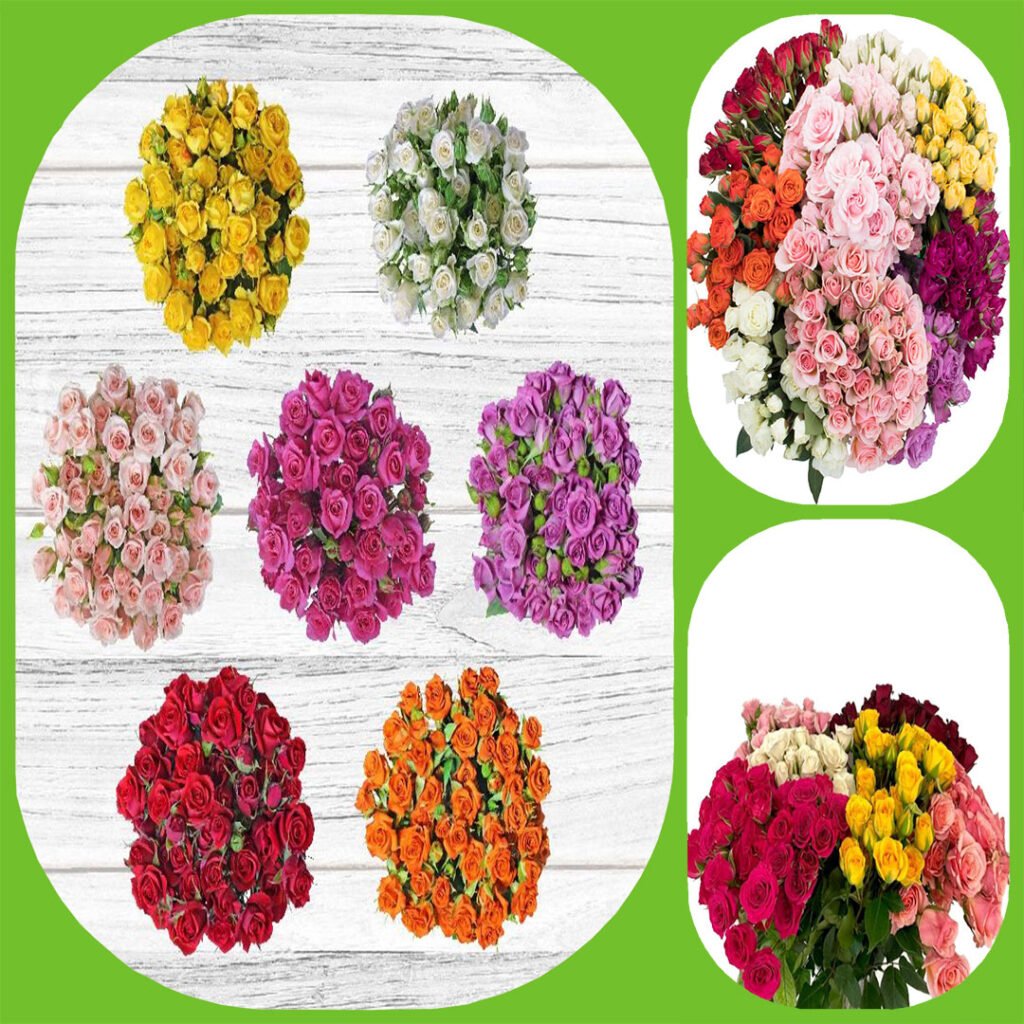 Spray Roses - Mix Box - Aisha Flowers