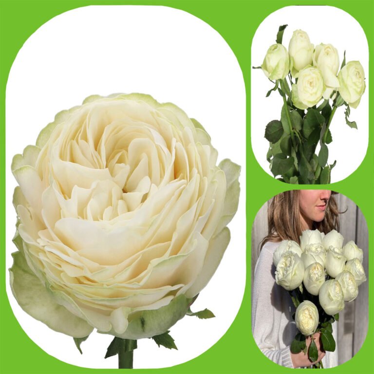 White Ohara - Scented & Garden Roses - Aisha Flowers