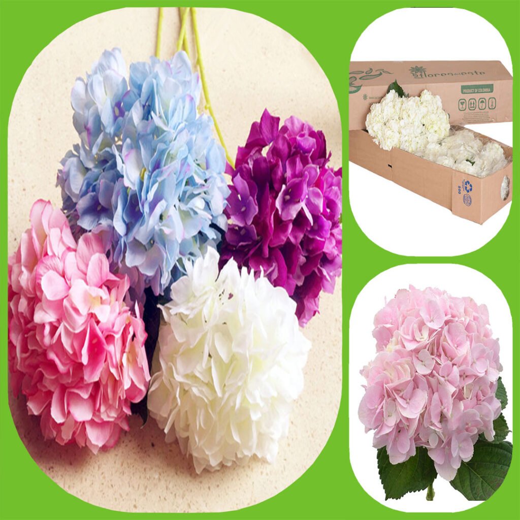 Hydrangea - Aisha Flowers