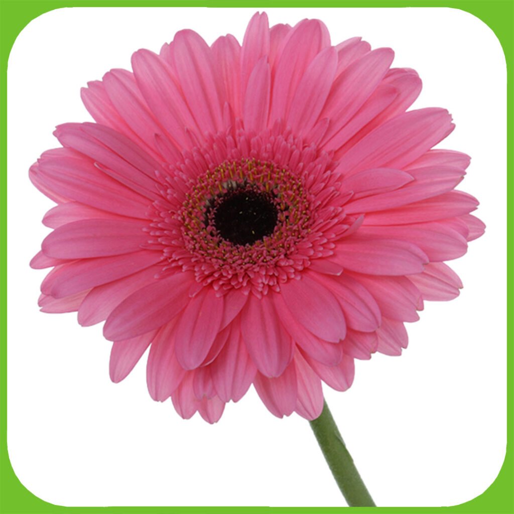 Gerbera Light Pink - Aisha Flowers