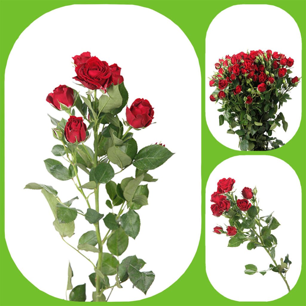 Pushkin - Spray roses - Aisha Flowers