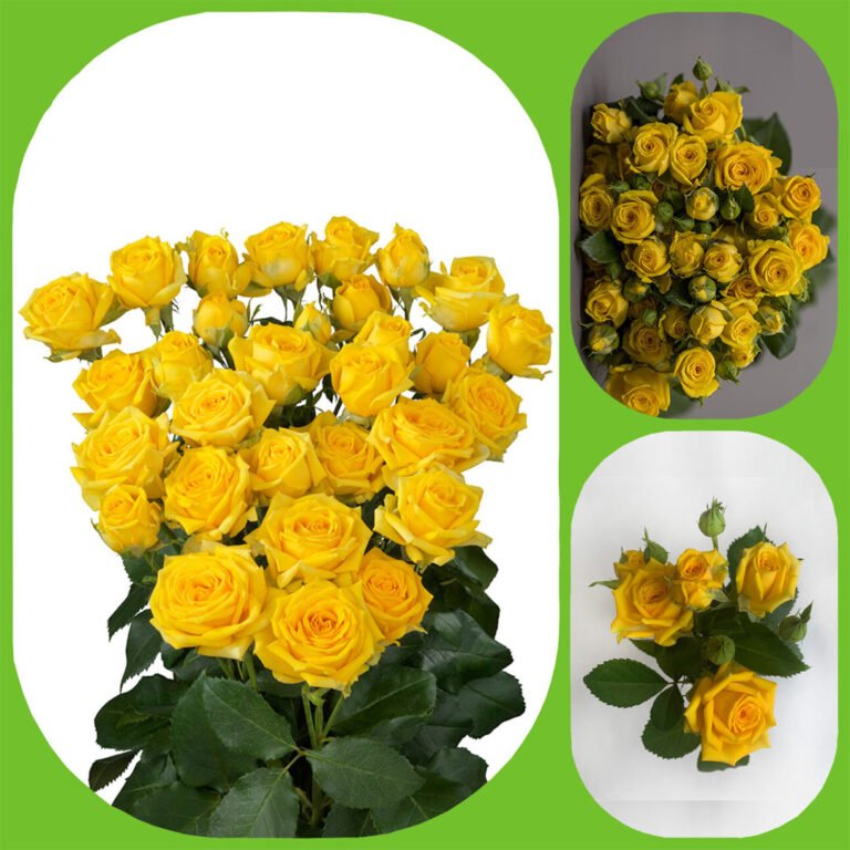 Regular Spray Roses - Aisha Flowers